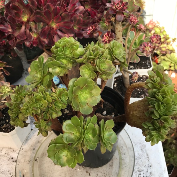 Crested Aeonium - Etsy