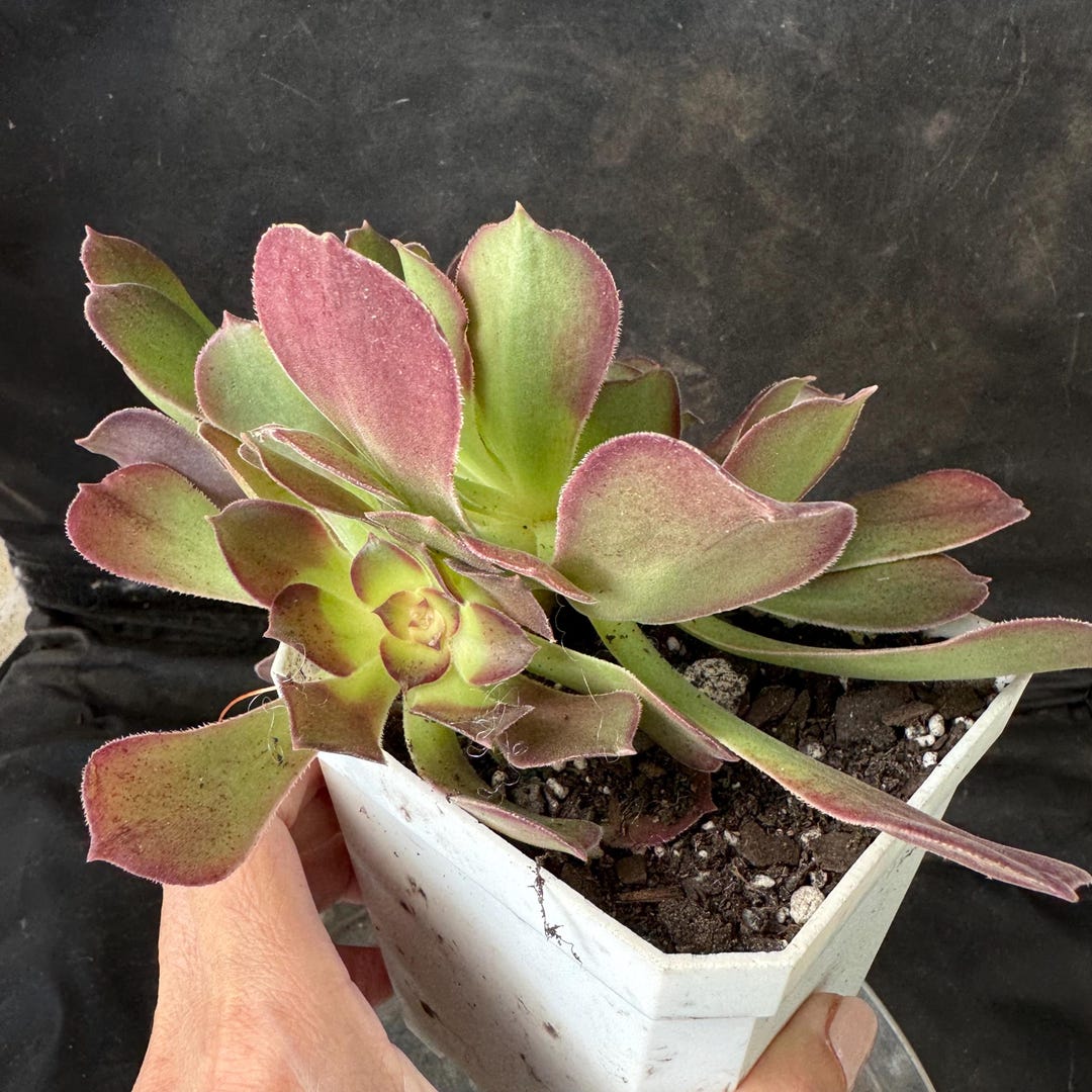 Rare Succulent. Aeonium Princess With a Baby. Variegated Aeonium.gift ...