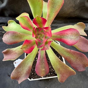 Aeonium Princess With a Baby. Variegated Aeonium.holiday Gift for Plant ...