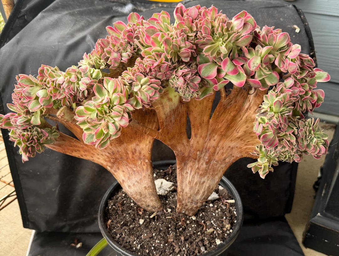 Massive Crested Aeonium Pink Witch. Massive Crested Rare Succulent.gifr ...