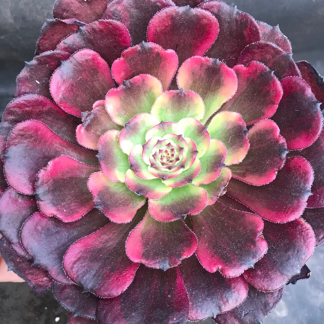 Aeonium Red King Kong. Variegated Aeoniums Mother's Day Gift - Etsy