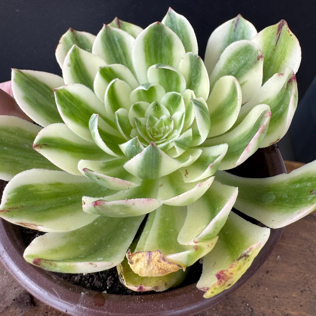 Aeonium Eliza New Hybrid Cutting . Rare Succulents. Variegated Aeonium ...