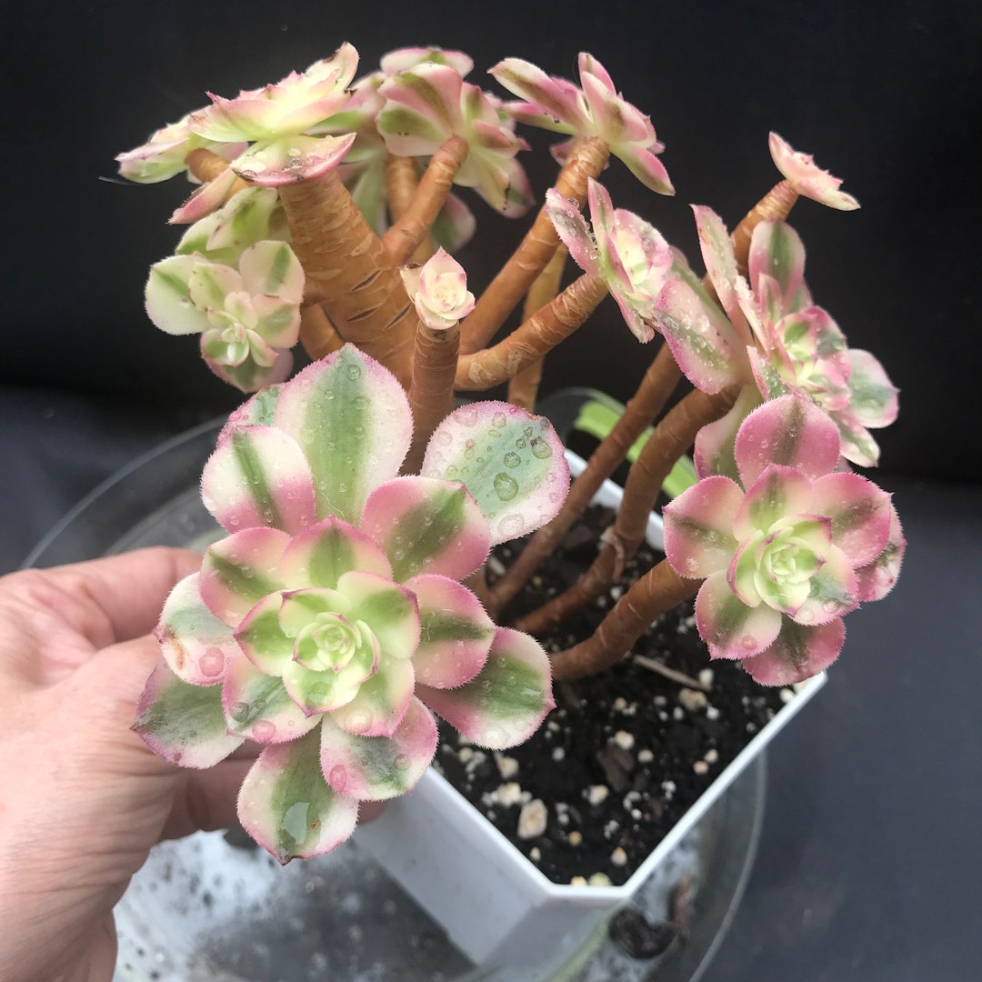 Variegated Rare Succulent. Aeonium Allure Cluster. Great Deal. - Etsy