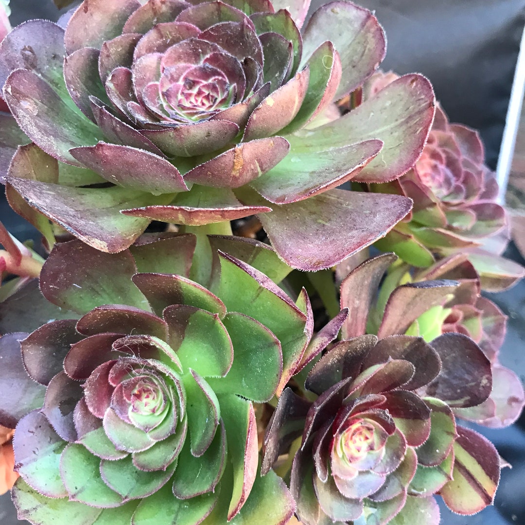 Aeonium Mocha Cluster. Rare Aeonium. - Etsy