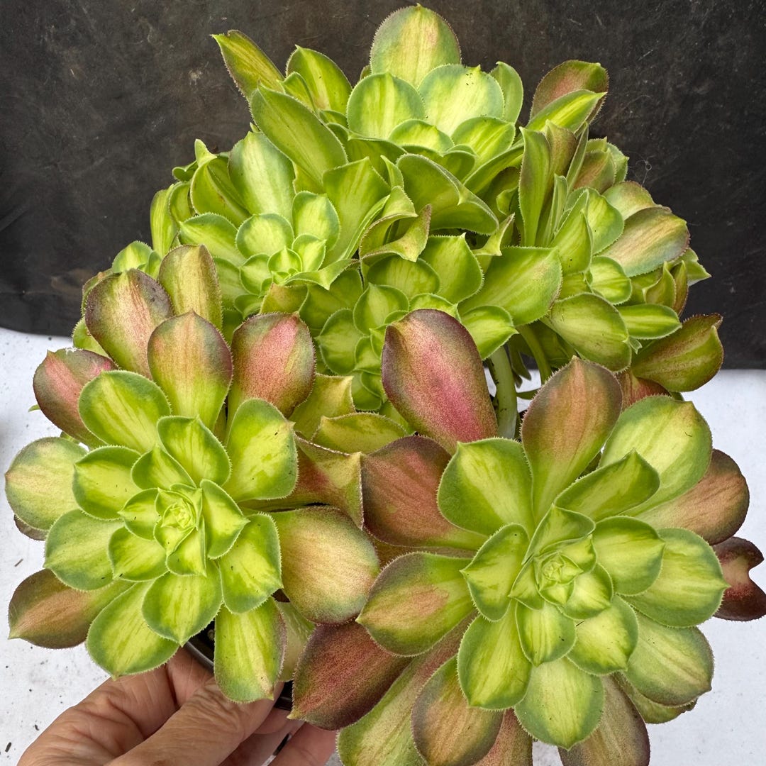 Aeonium Shao Hua Cluster. Rare Succulents. Variegated Aeonium. Holiday ...