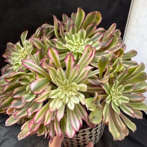 Aeonium Ink Fairy Cluster. Rare Variegated Aeonium.holiday Gift for ...