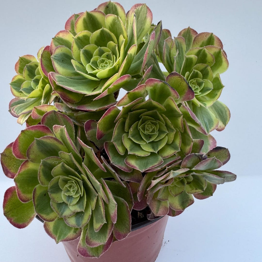 Aeonium New Hybrid Celestial Reflection Cluster. Rare Succulents ...