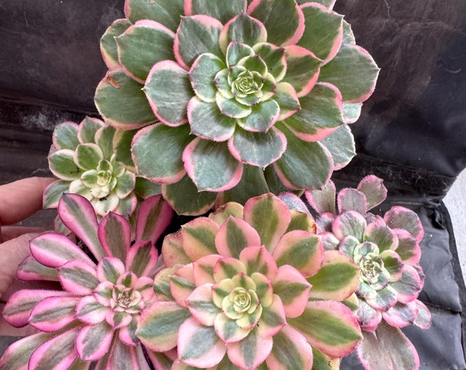 Aeonium Varieties Pack With 5 Rare Variegated Aeoniums ( Fallen Whale ...