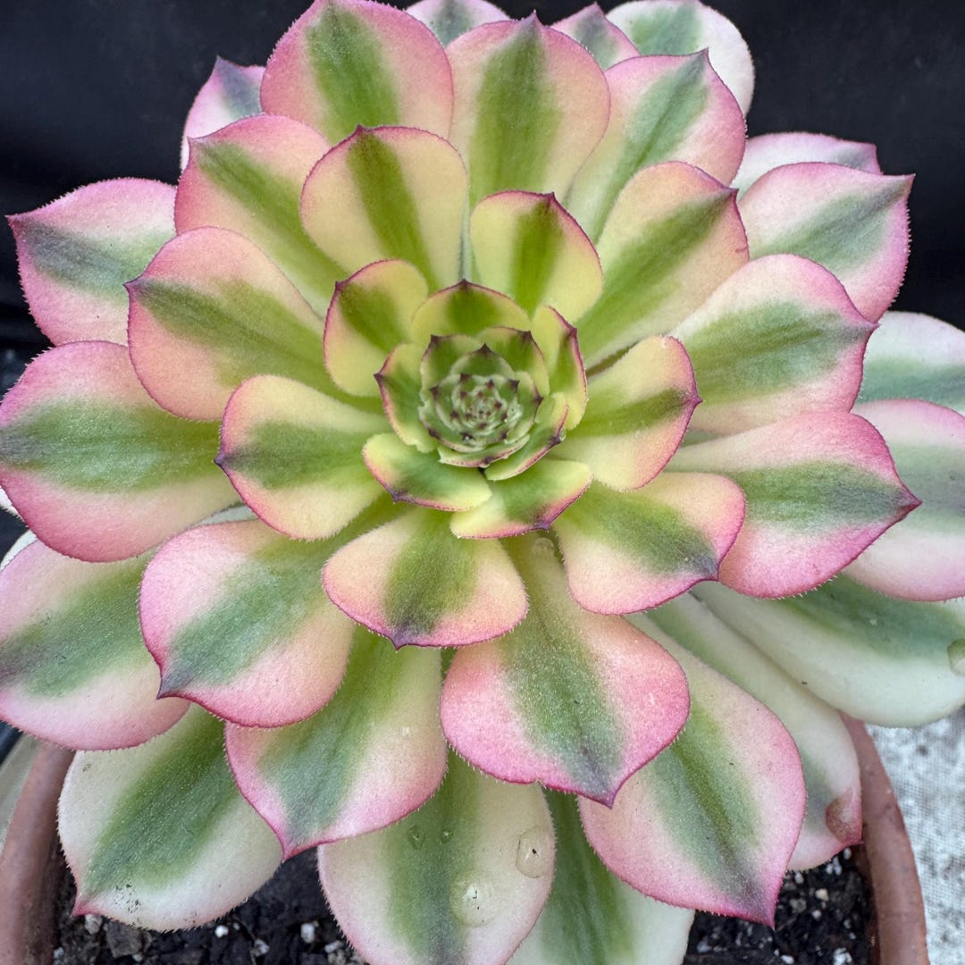 Aeonium Venus. Rare Succulents. Variegated Aeonium. Gift for Plant ...