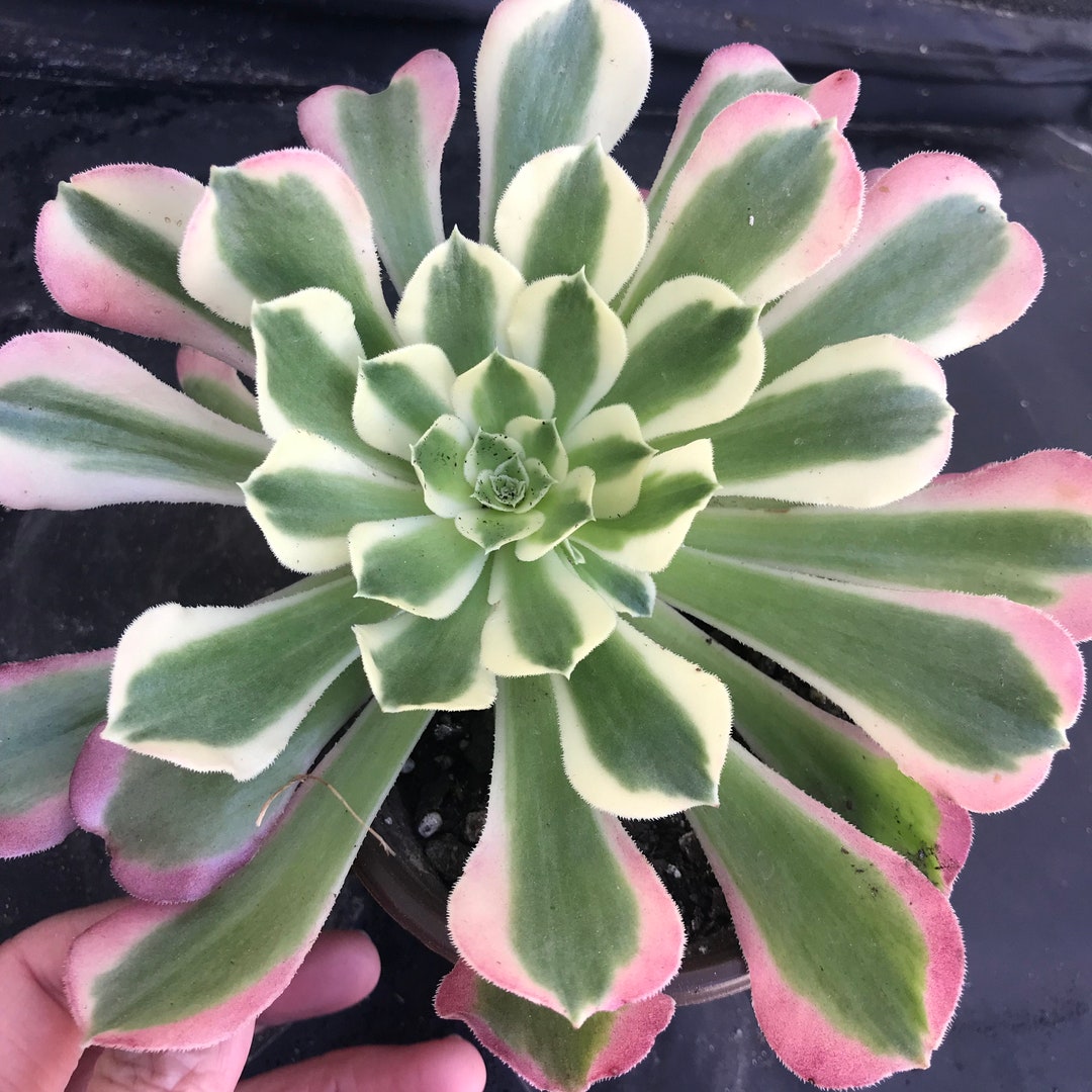Variegated Rare Succulents. New Arrival. Aeonium River Stone ...