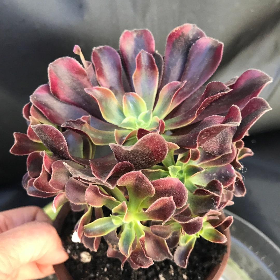 Variegated Rare Succulents. New Arrival. Aeonium Medusa - Etsy