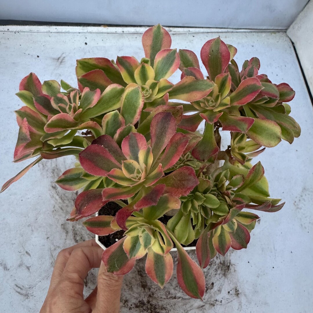 Aeonium Crested Loki. Rare Succulents. Variegated Aeonium. Gift for ...