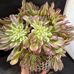 Aeonium Ink Fairy Cluster. Rare Variegated Aeonium.holiday Gift for ...