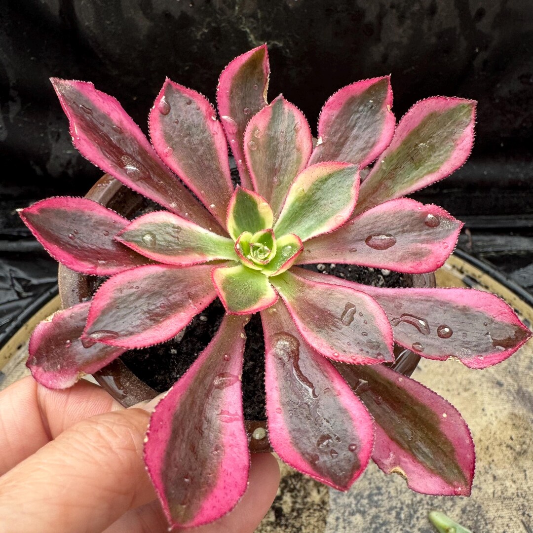 Aeonium Phantom. Rare Succulents. Variegated Aeonium. Holiday Gift for ...