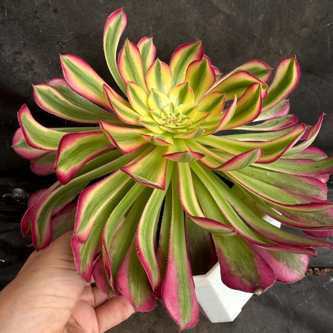 Aeonium Venus. Variegated Aeonium.gift for Plant Lovers - Etsy