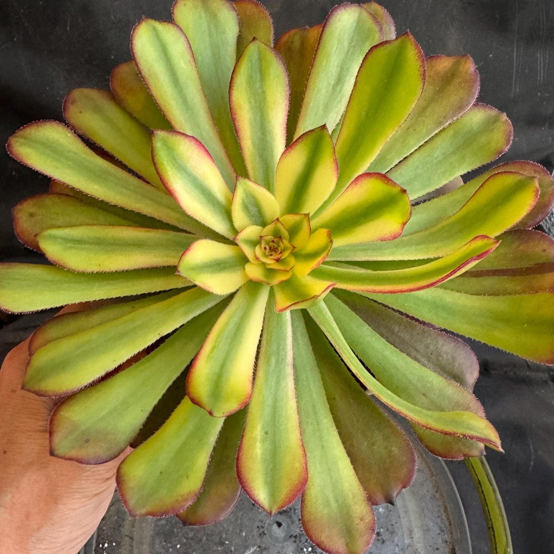 Rare Succulent. Aeonium Venus . Variegated Aeonium.gift for Plant Moms ...