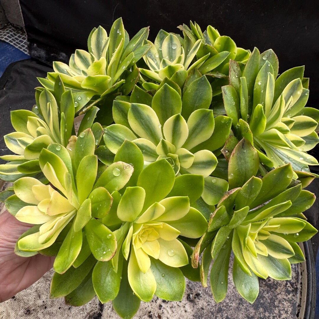 Aeonium Lotus Cluster. New Hybrid. Rare Succulents. Variegated Aeonium ...