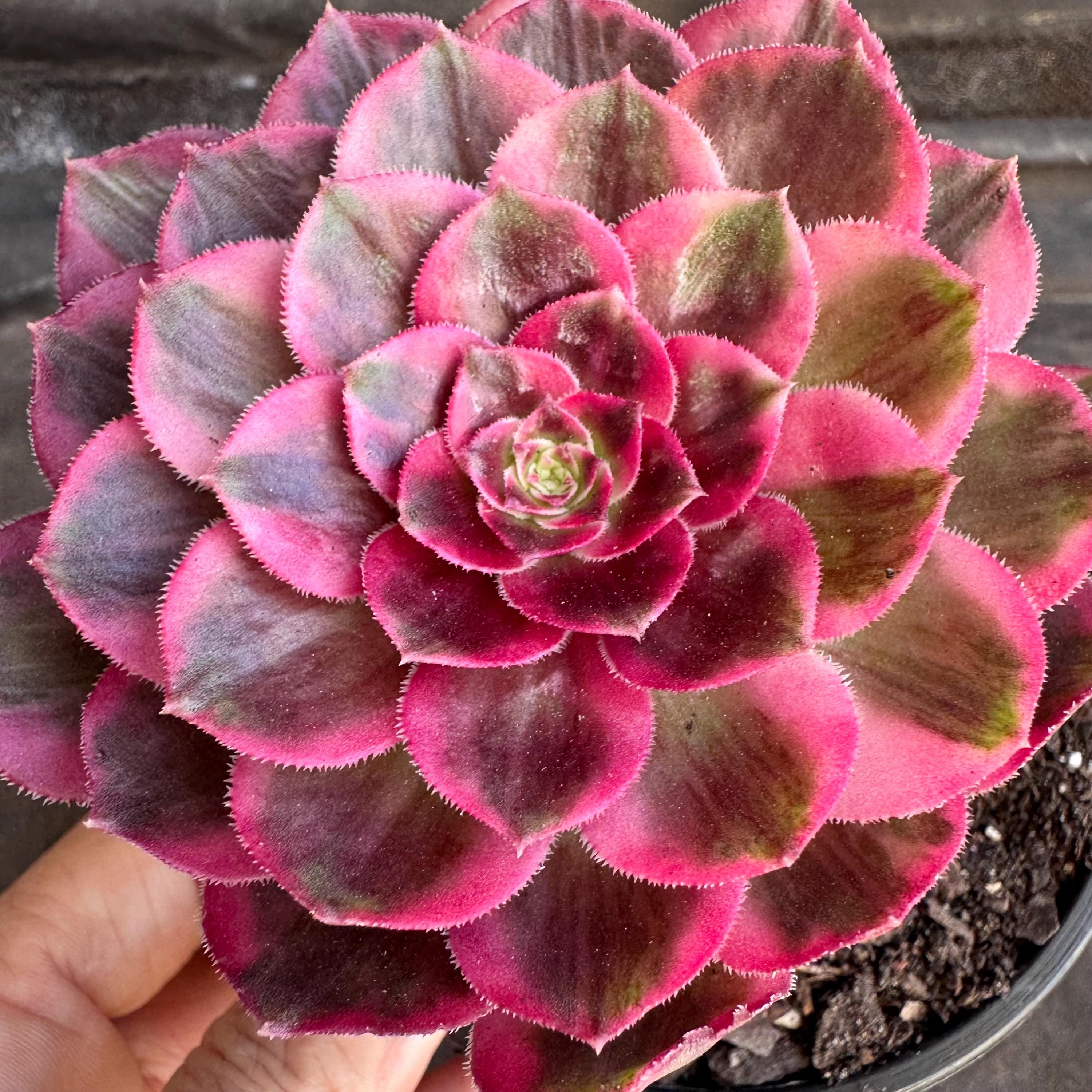 Rare Aeonium New Hybrid Diamond Lover Succulent: Variegated Collector's ...