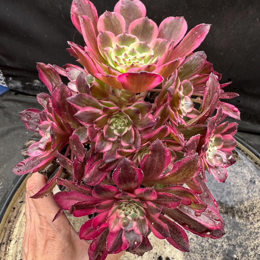 Aeonium Clear Moon Cluster. New Hybrid. Rare Succulents. Variegated ...