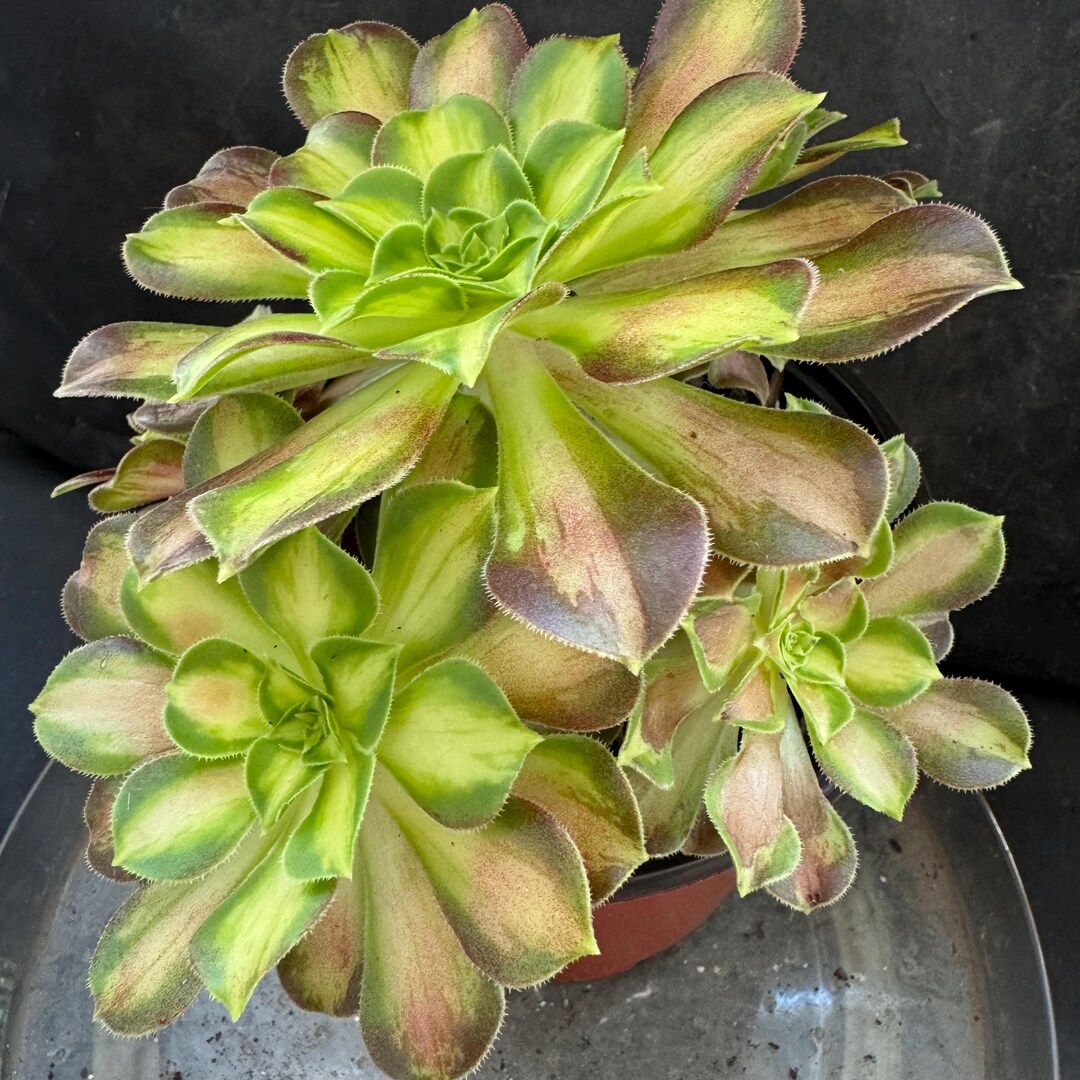 Aeonium. Rare Succulent Cutting. Aeonium Medusa Middle Variegata ...