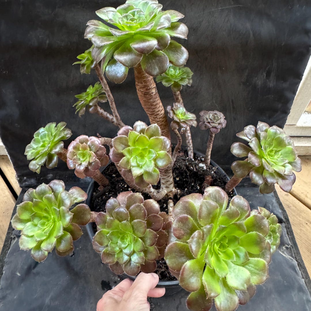 Variegated Aeonium Venus Mutant Cluster, Rare Collector's Plant - Etsy