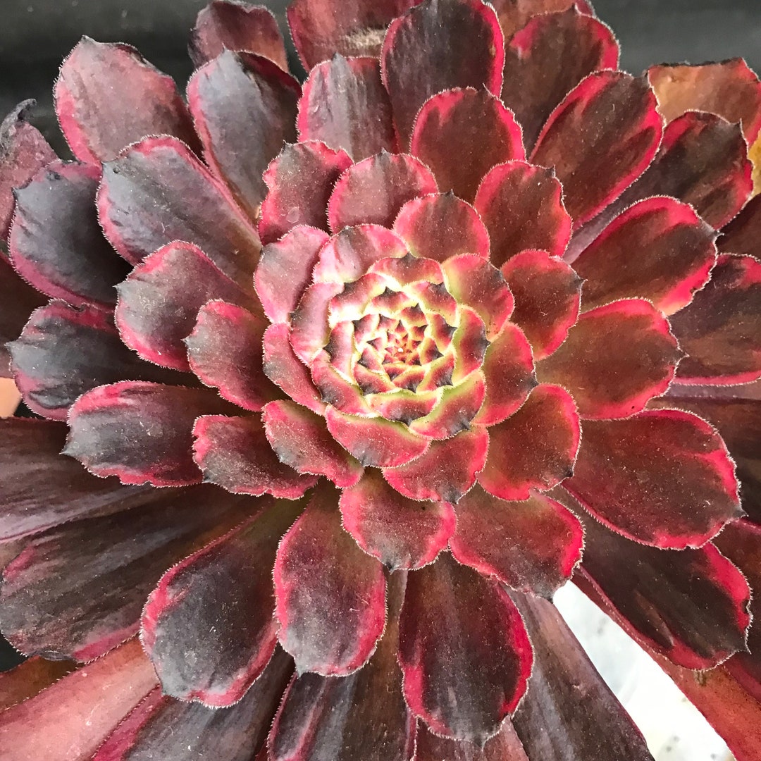 Aeonium Rainbow Poison. Variegated Aeoniums. Mother's Day Gift - Etsy