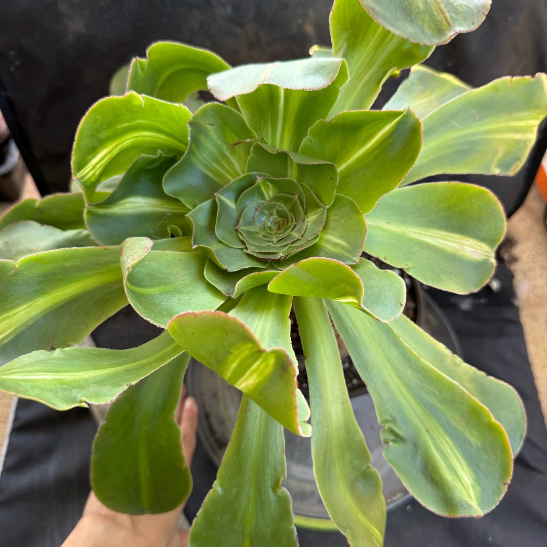 Aeonium Poseidon Middle Variegata Massive . Variegated Aeonium.gift for ...