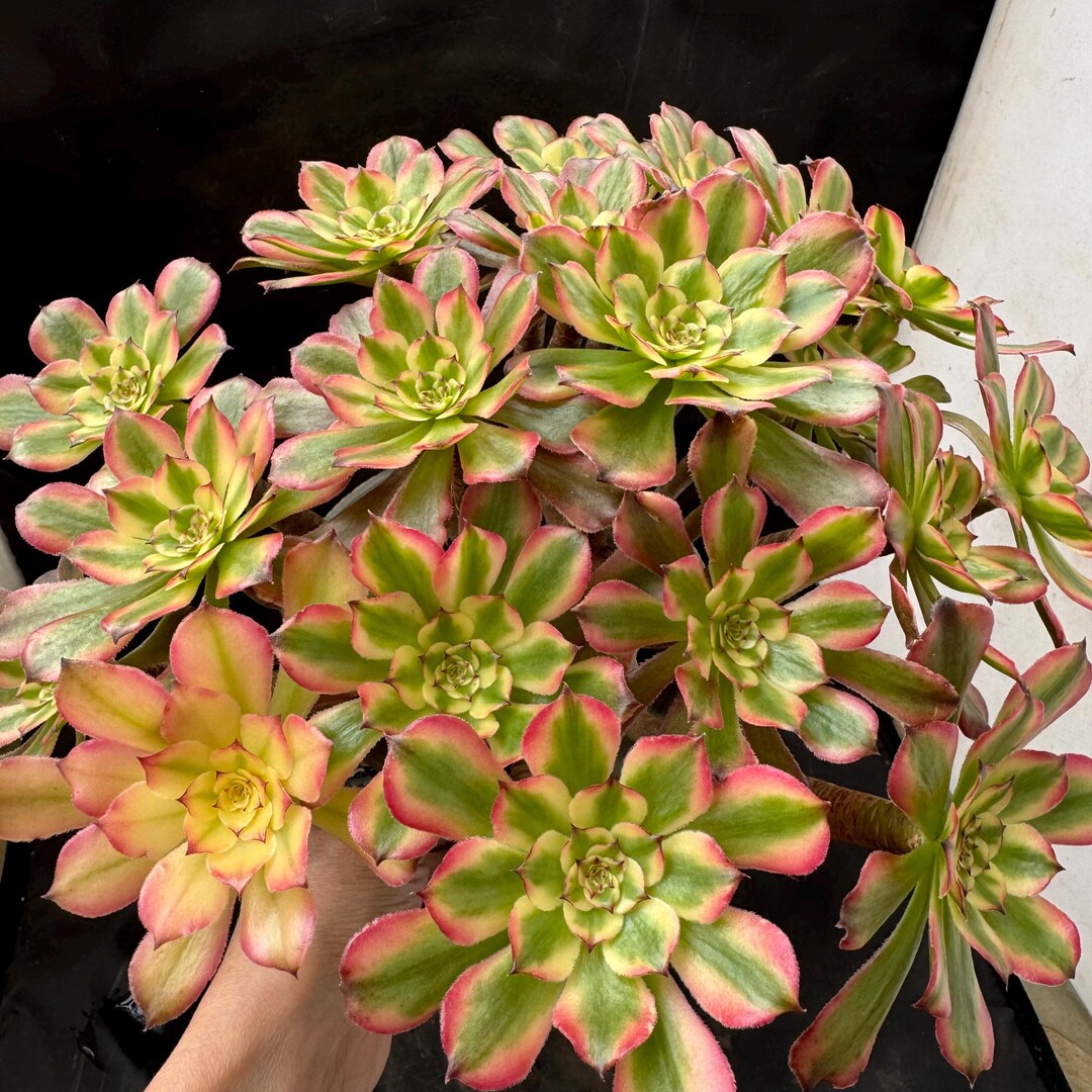 Aeonium Venus Cluster. Rare Variegated Aeonium.holiday Gift for Plant ...