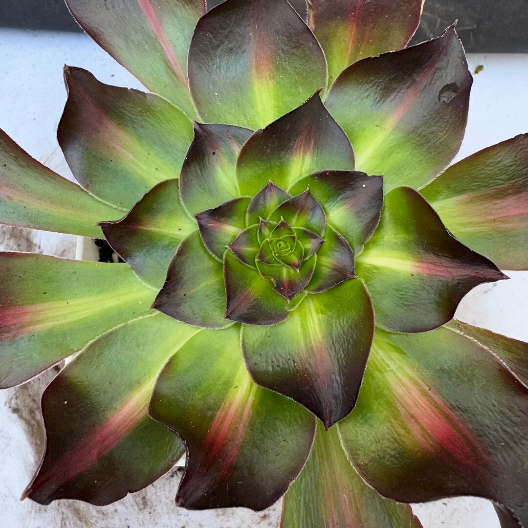 Aeonium Voodoo Middle Variegata . Rare Succulents. Variegated Aeonium ...