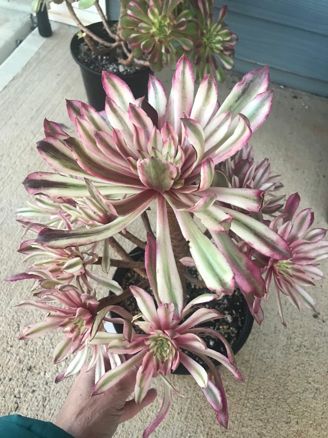 Huge Aeonium Fairy Ink Tree . Aeonium Fairy Ink Tree With 3 - Etsy