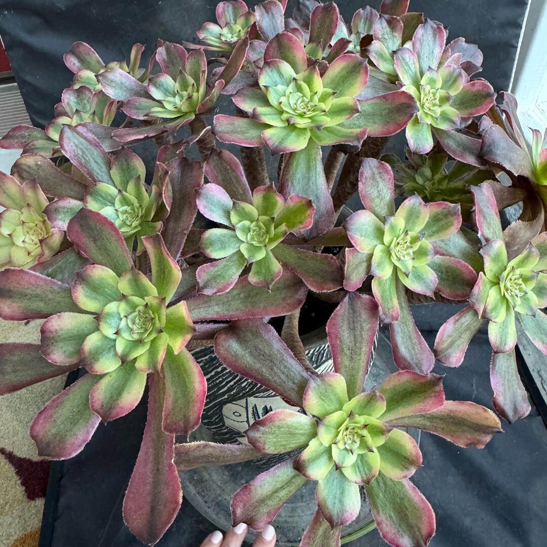 Rare Succulent. Aeonium Venus Cluster . Variegated Aeonium.gift for ...