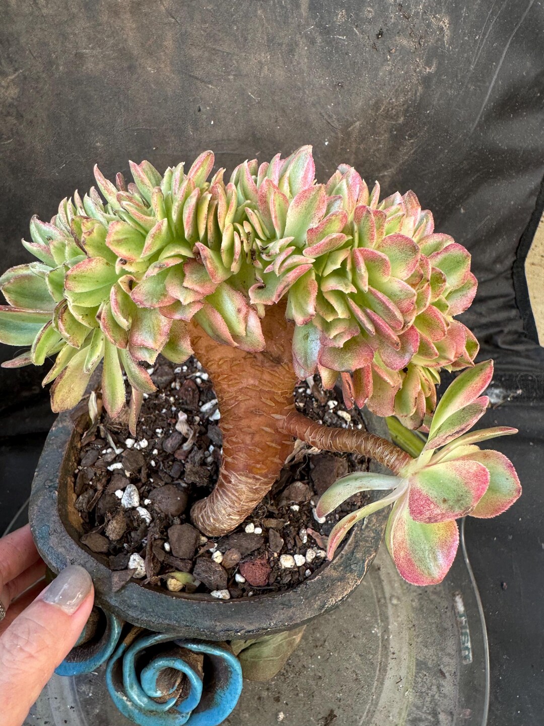 Crested Aeonium Loki . Crested Rare Aeonium - Etsy