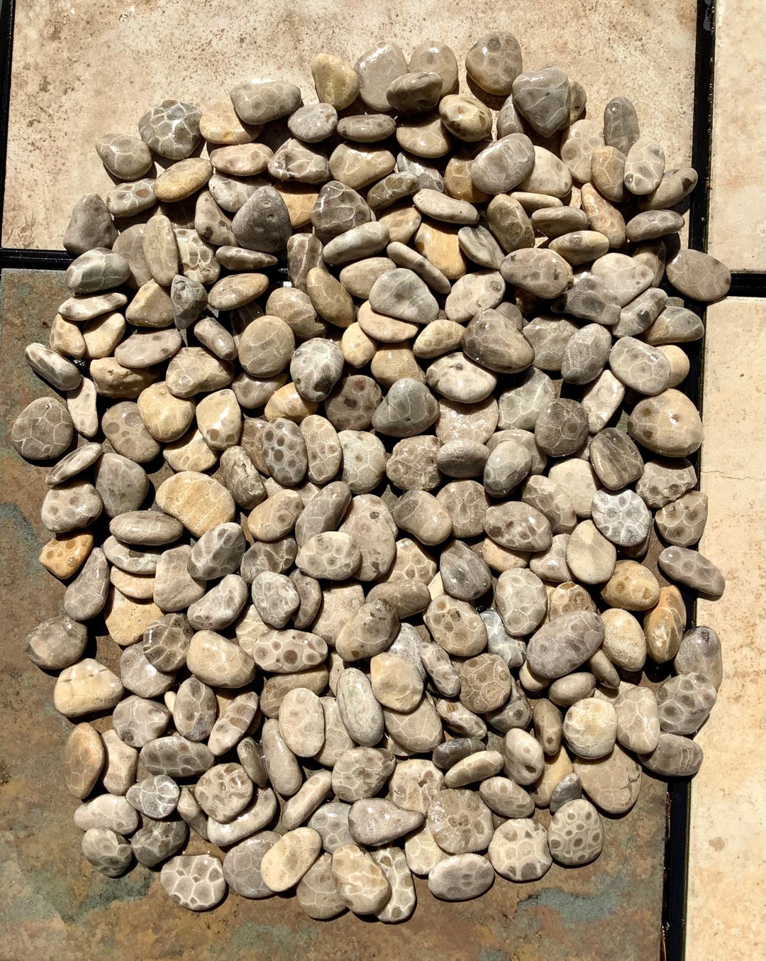 PSLOT11 Petoskey Stones Unpolished Finest Grade A Plus, 1 to 1 1/4 ...