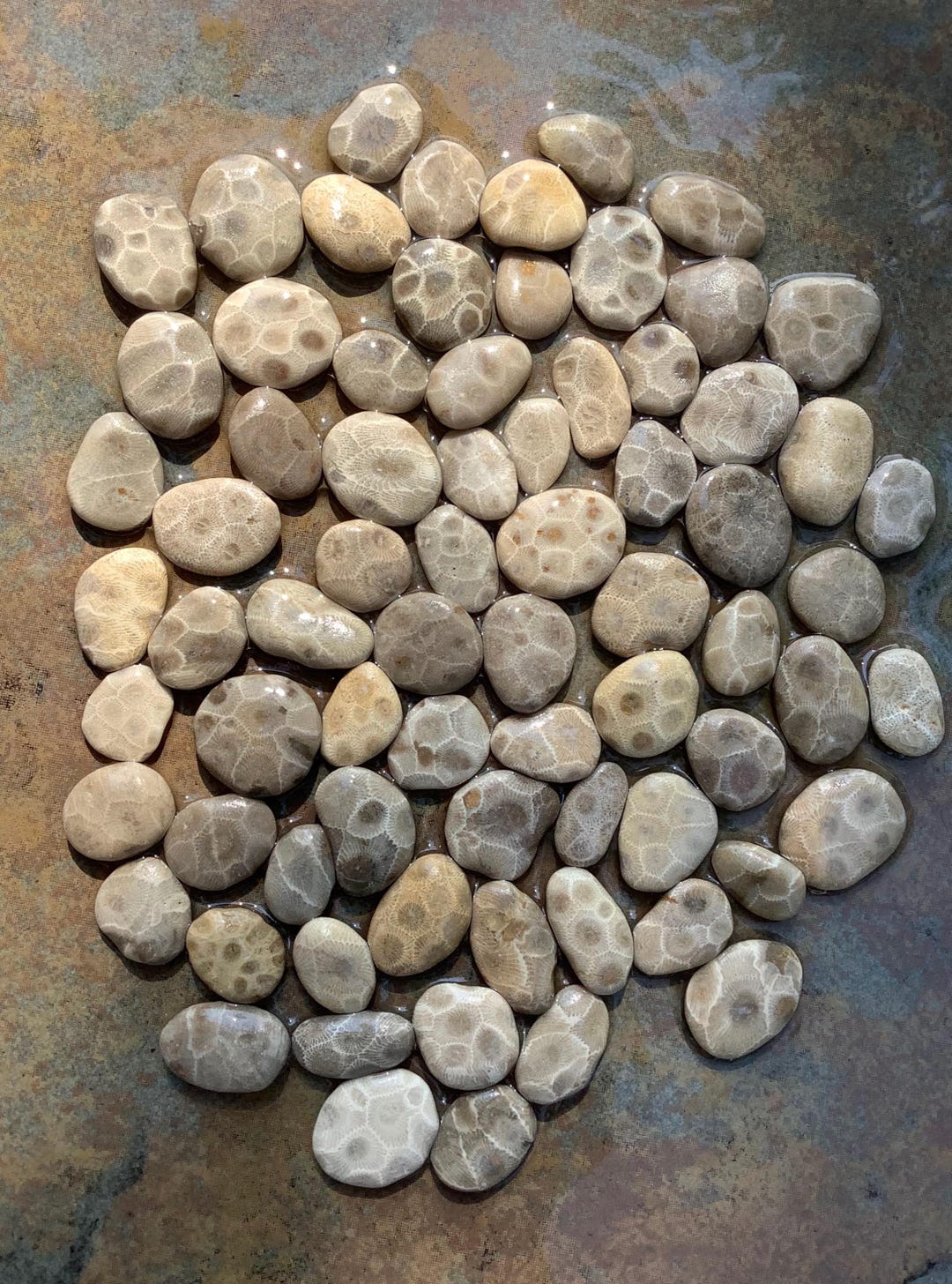 PSLOT12 Petoskey Stones Jewelry Grade, 3/41 Flat Shape, Unpolished ...