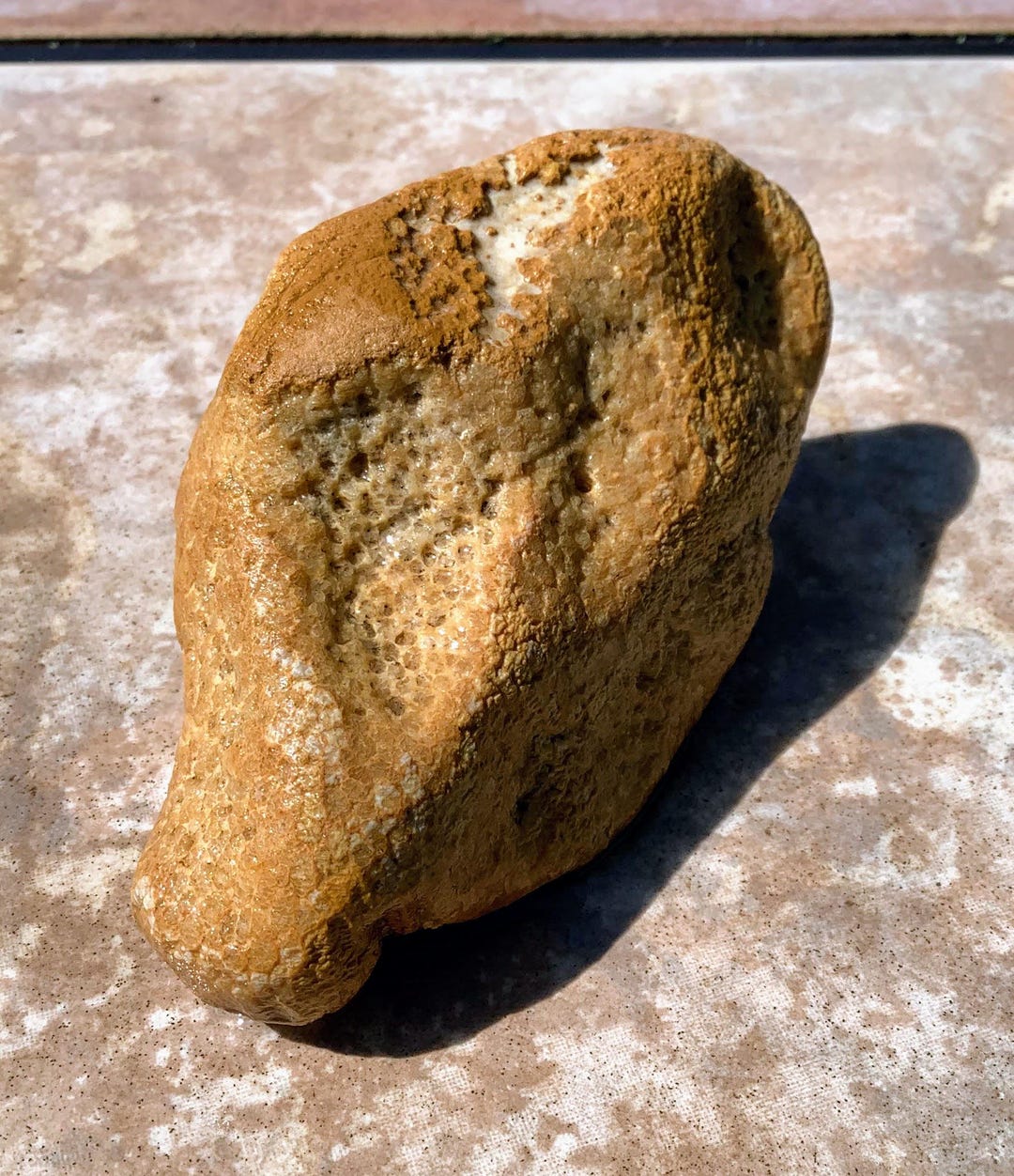 Agatized Favosite Honeycomb Coral: Charlevoix Stone With Rare Pink ...