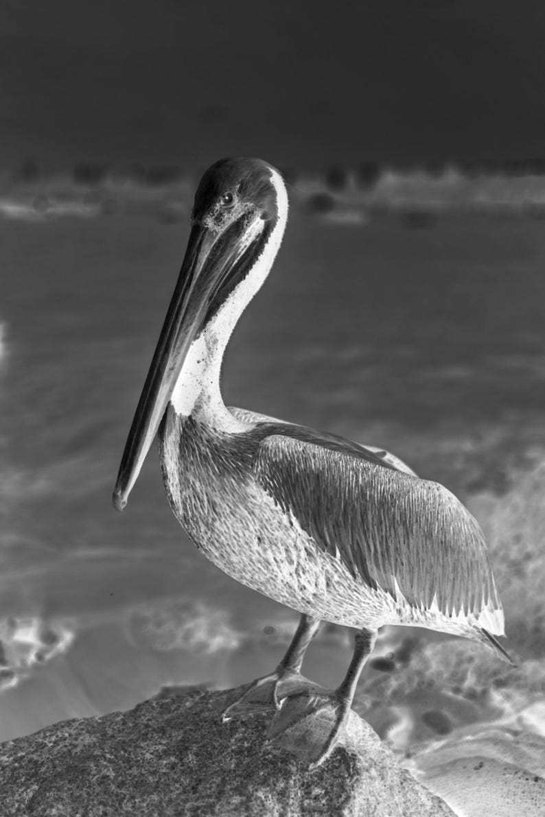 Black & White Pelican Sketch - Etsy