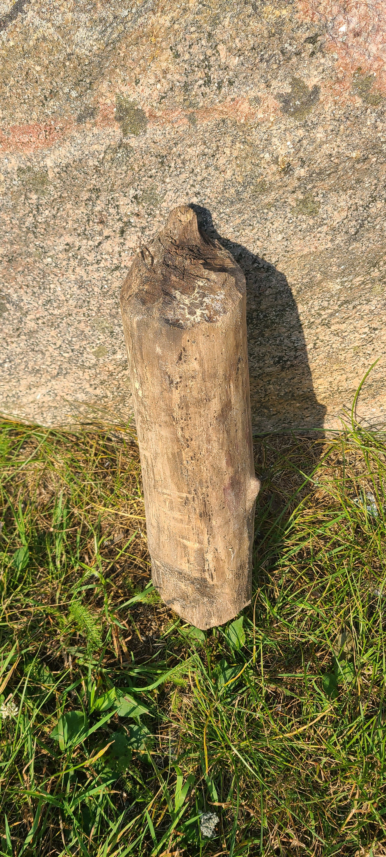 Beaver Chewed Aspen. - Etsy
