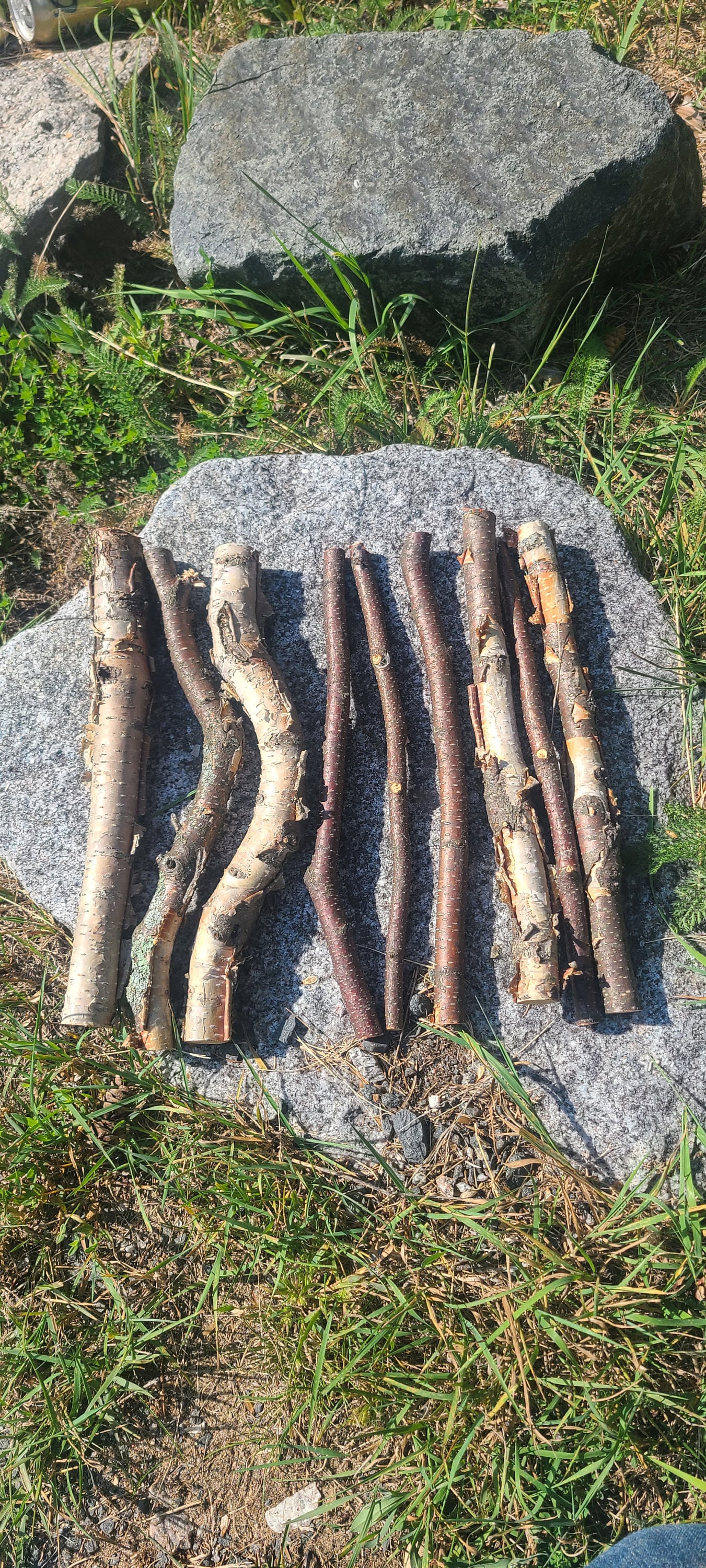 Birch Branches - Etsy
