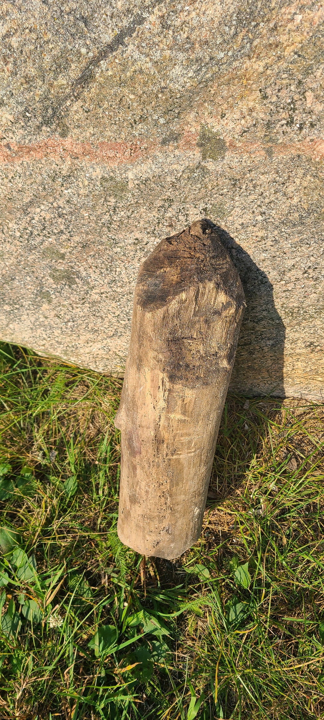 Beaver Chewed Aspen. - Etsy
