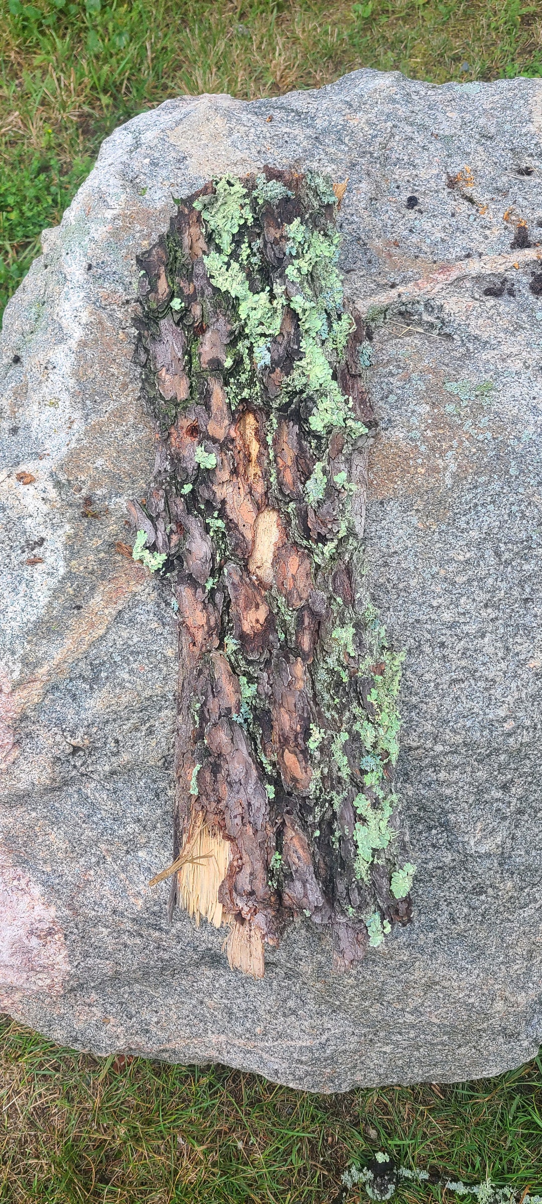 Pine Bark Slab - Etsy