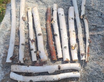 Birch Sticks - Etsy