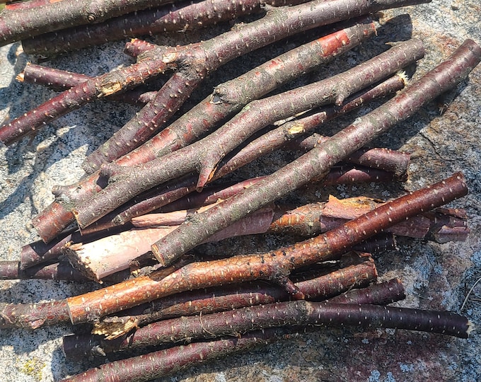 Birch Sticks - Etsy