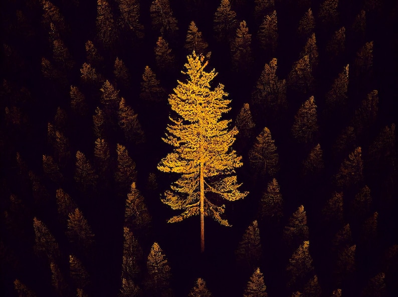 Golden Pine Tree - Etsy