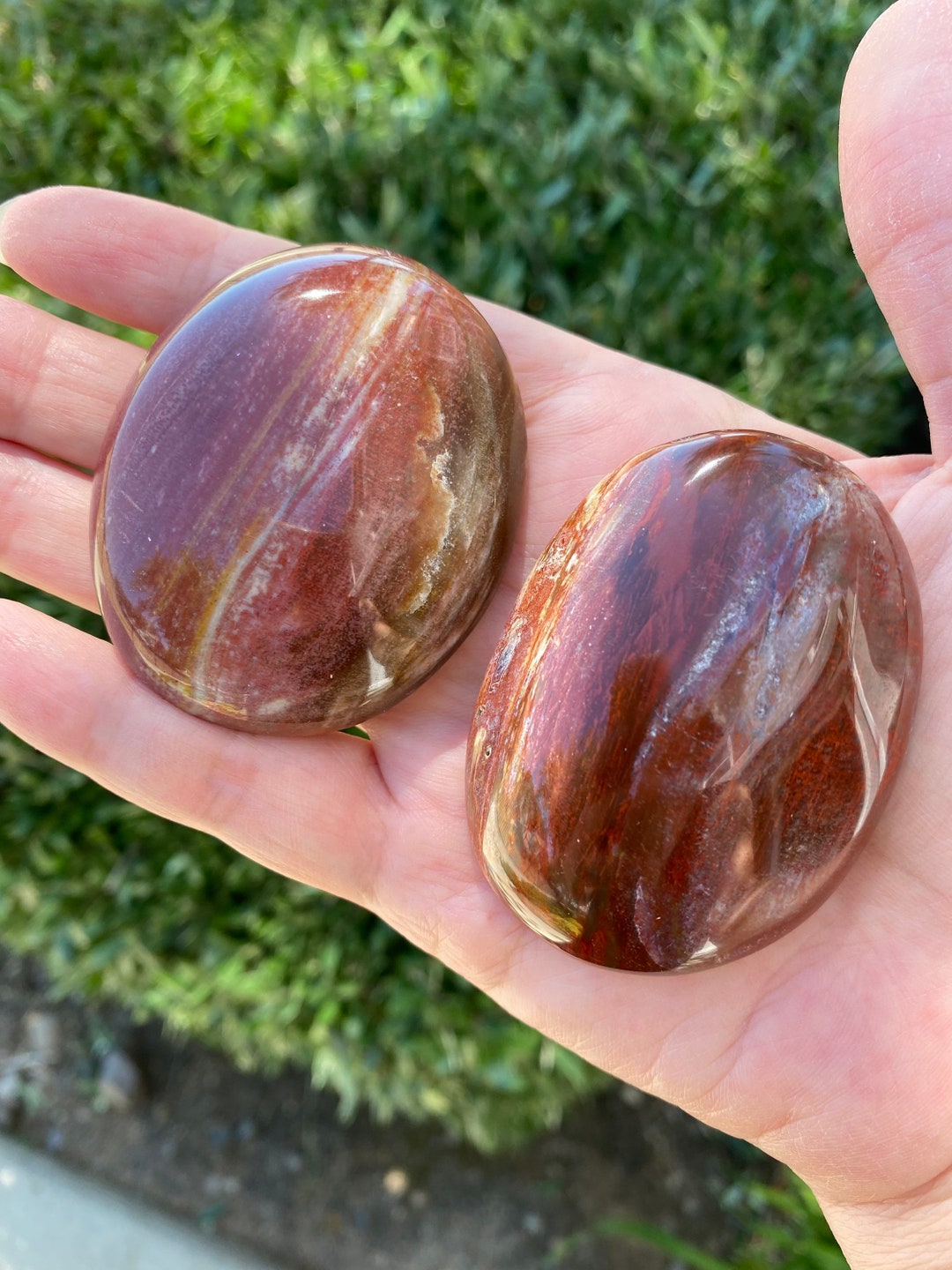Petrified Wood Palm Stone Millions of Years Old 1 Piece High Quality ...