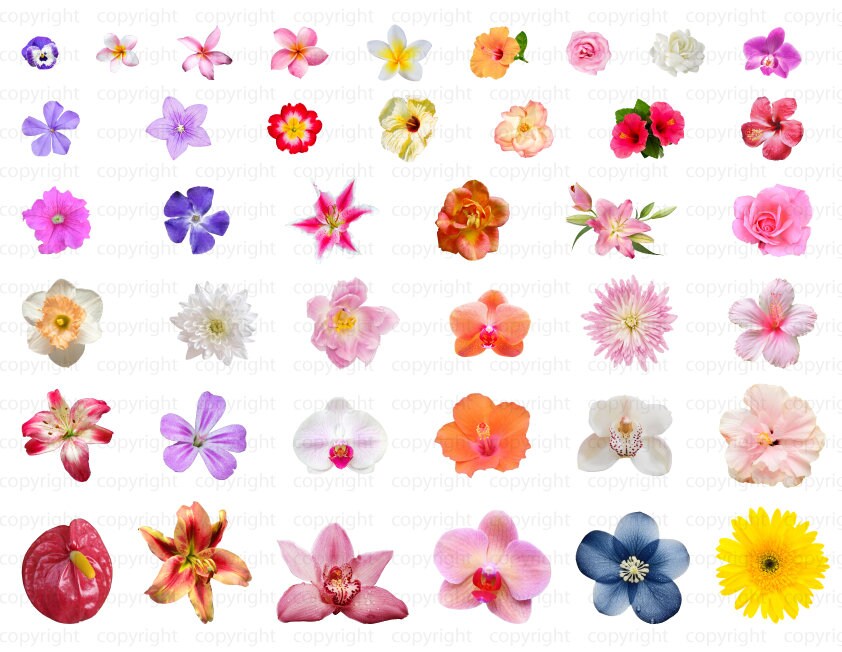 40 Flower PNG Files, Transparent Background Images, Flower Clipart, No ...