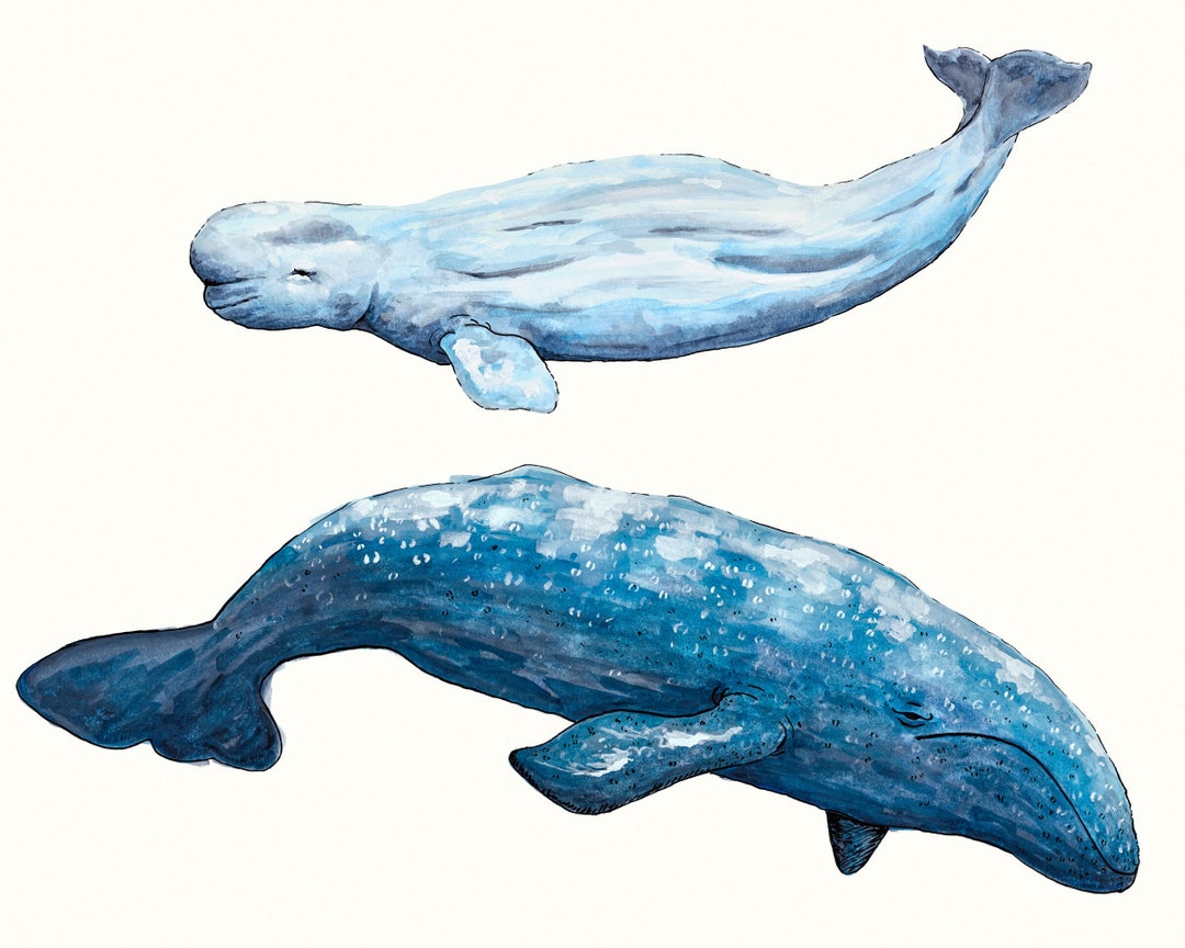 Physical Print - Beluga / Grey Whale Watercolor Print - Etsy