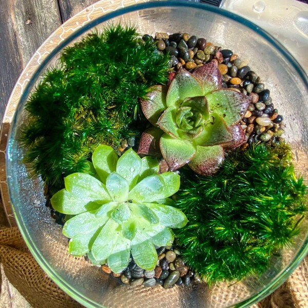 Desktop Terrarium - Etsy