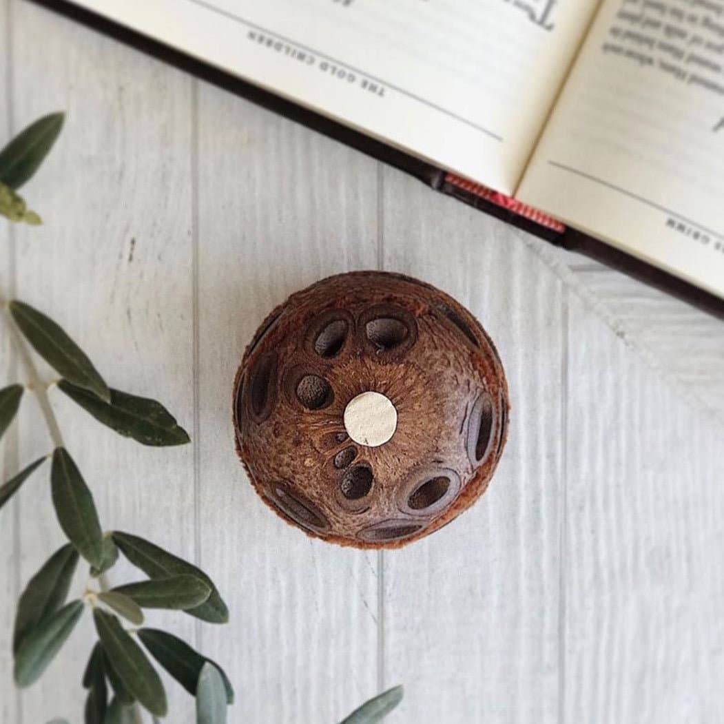 Natural Banksia Pod-large Essential Oil Diffuser - Etsy