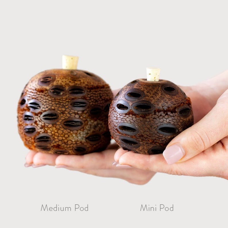 Natural Banksia Pod-large Essential Oil Diffuser - Etsy