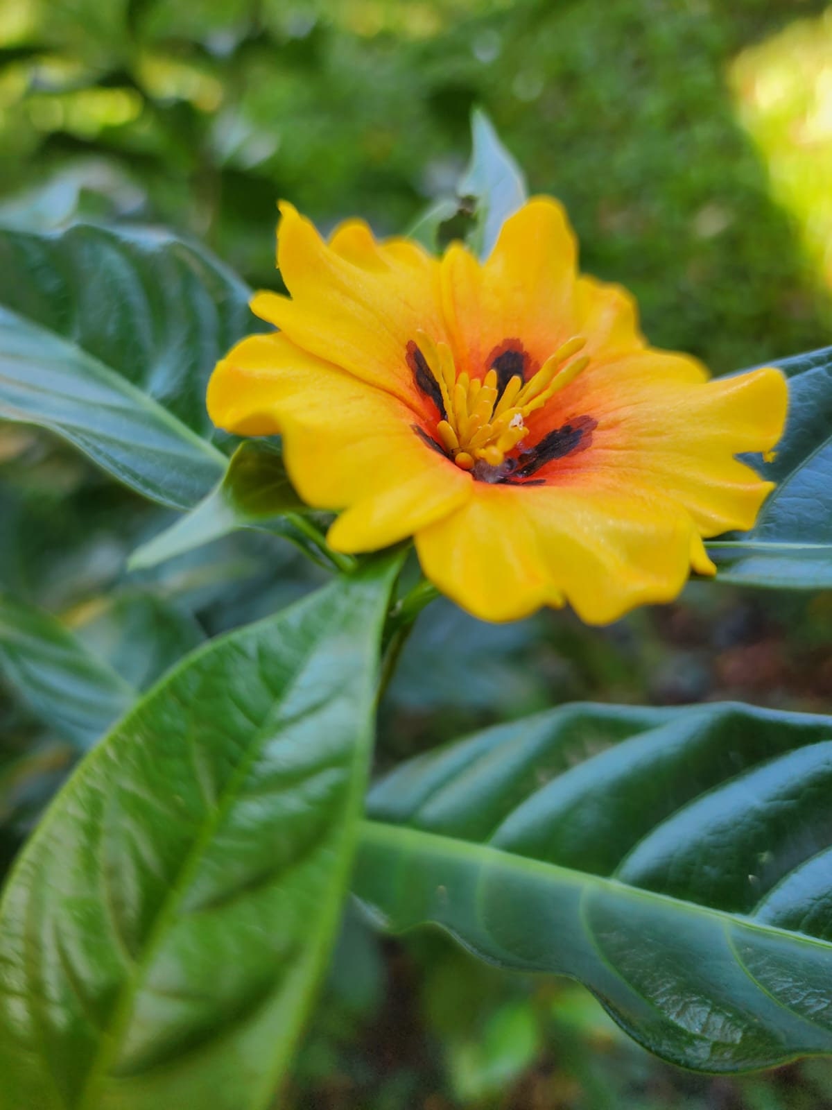 Exclusive 'ilima Flower Hair Pick, Hawaiian Flower, Floral Hairpiece ...